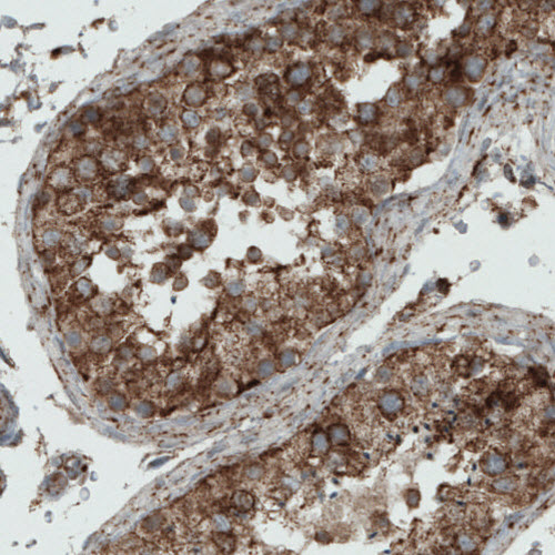 RHOT1 Antibody (AMAb90854) | Atlas Antibodies
